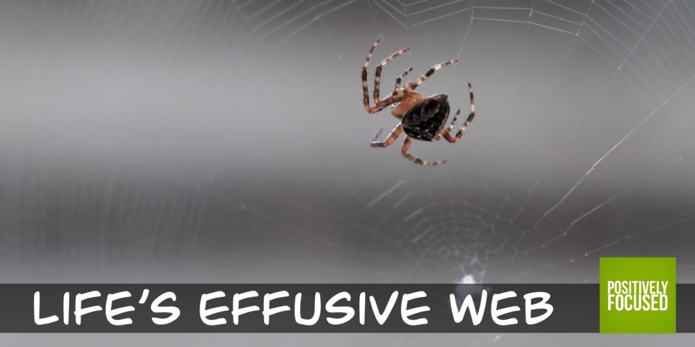 The Effusive Web Of Life Marvels Me - Positively Focused